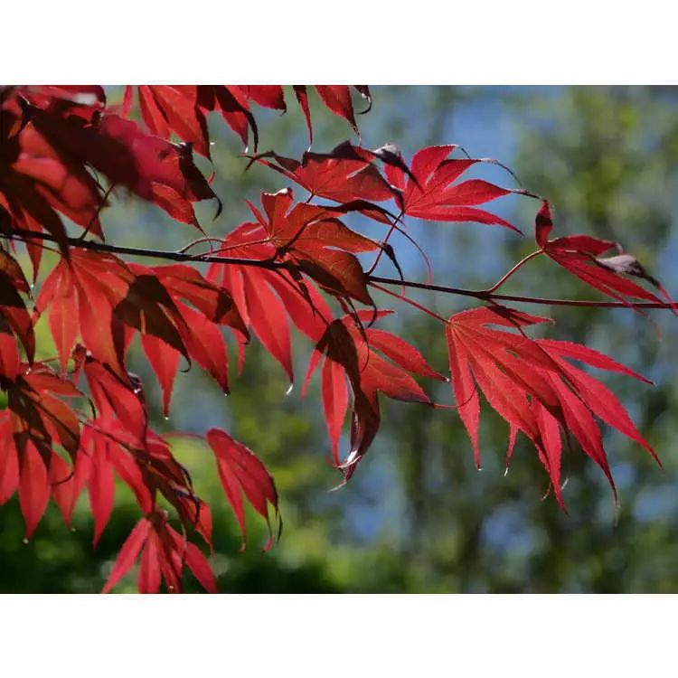 Acer palmatum ssp. matsumurae 'Oregon Sunset' dry seed - Common Bonsai ...