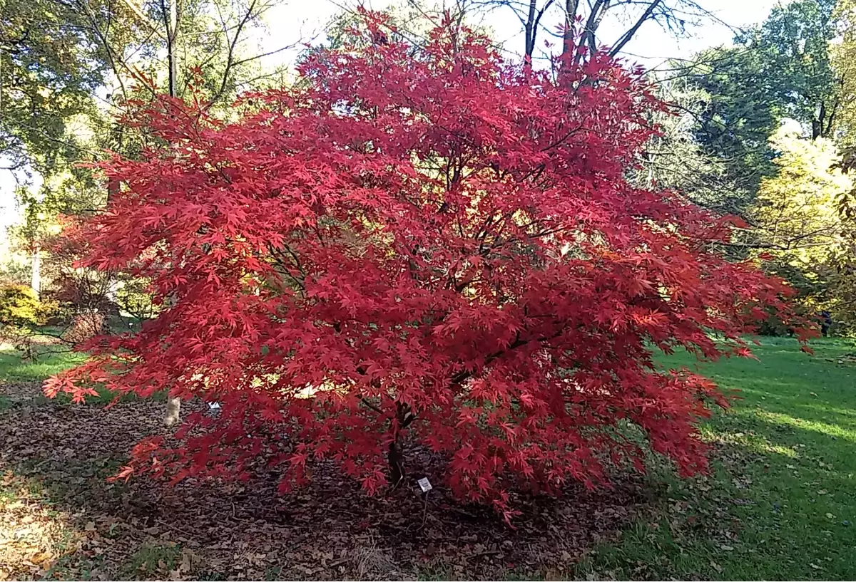 Acer palmatum ssp. matsumurae 'Suminagashi' fresh/green seed - Common ...