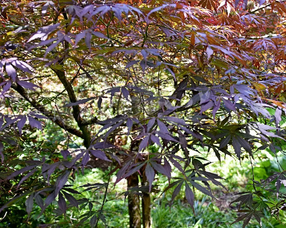 Acer palmatum ssp. matsumurae 'Suminagashi' fresh/green seed - Common ...