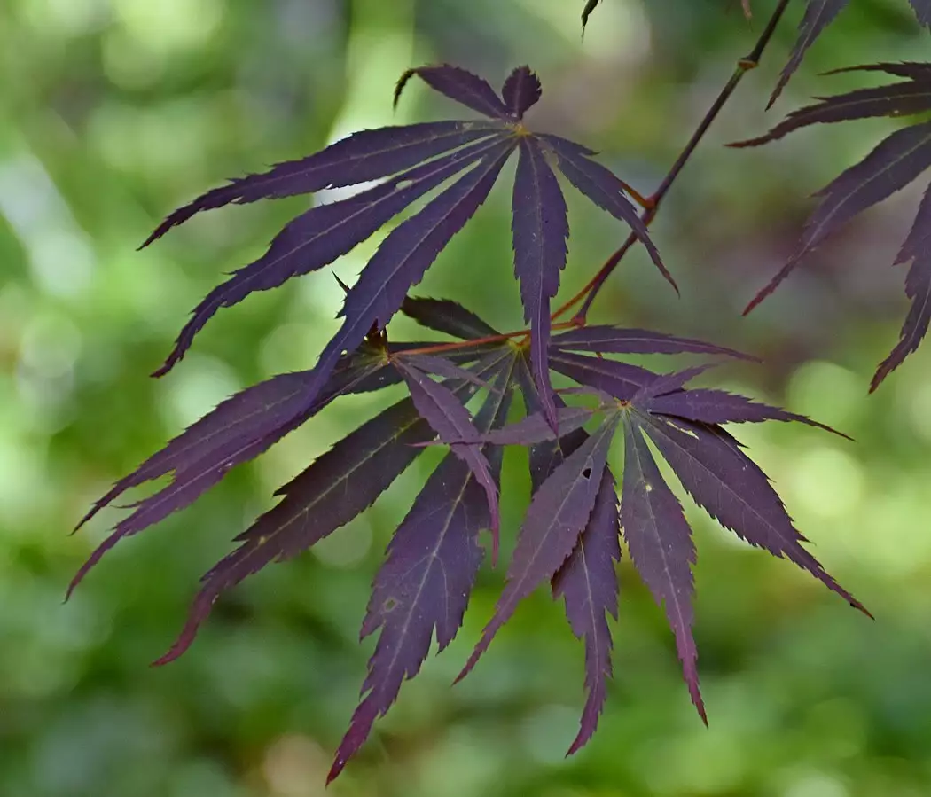 Acer palmatum ssp. matsumurae 'Suminagashi' fresh/green seed - Common ...