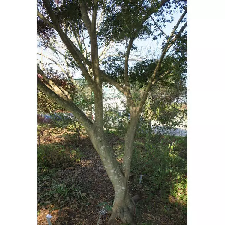 Acer palmatum ssp. matsumurae 'Suminagashi' fresh/green seed - Common ...
