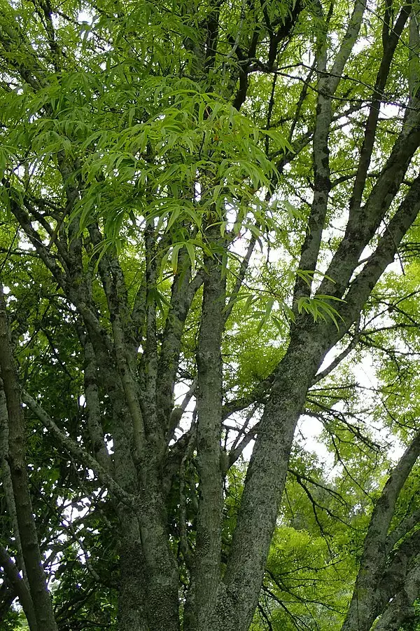 Acer pentaphyllum - Deciduous,Tree,Web page Navigation - Five Leaf ...