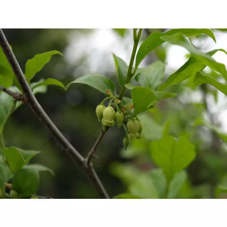 Diospyros rhombifolia - Common Bonsai,Edible Fruit/Nuts,Fruits,Tree,Web ...