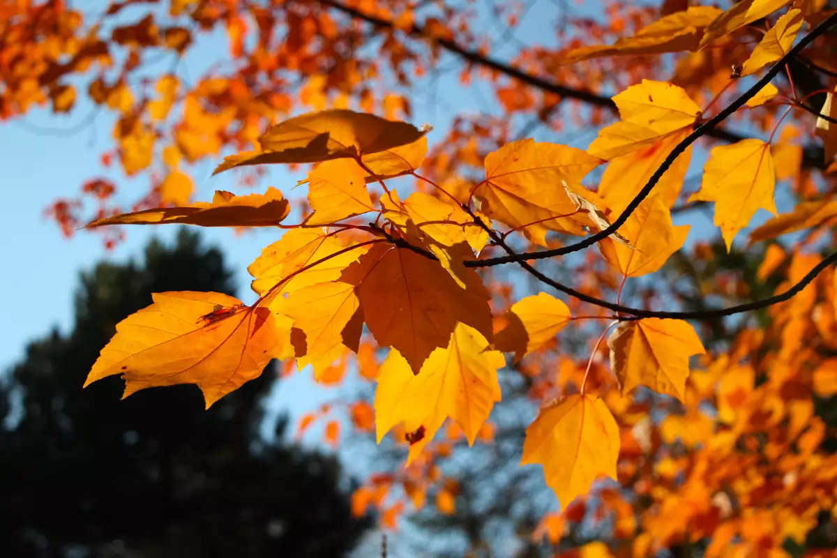 Acer rubrum var. drummondii - Hardwood - Drummond Red Maple, Drummond's ...
