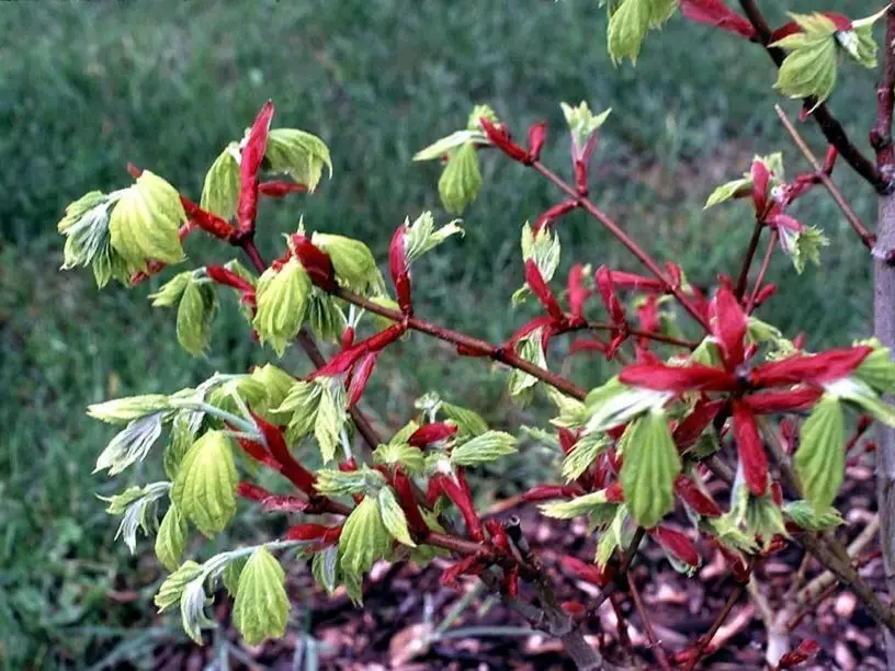 Acer shirasawanum var. aureum dry seed - Common Bonsai,Deciduous,Tree ...