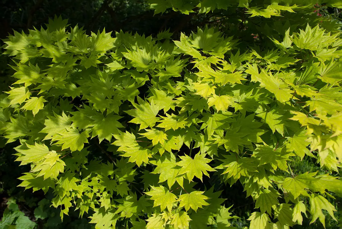 Acer shirasawanum var. Aureum fresh/green seed - Common Bonsai ...