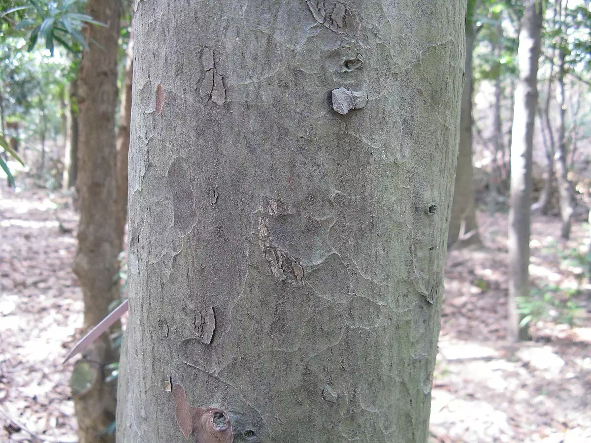 NAGEIA nagi - Evergreen Leaves,Tree,Web page Navigation - Asian ...