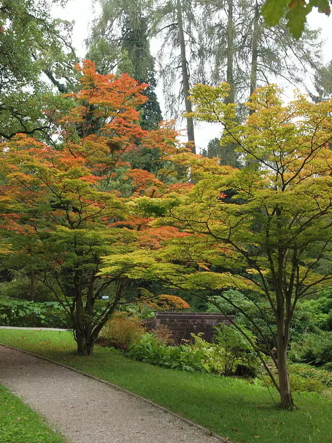Acer sieboldianum dry seed - Common Bonsai,Hardwood - Siebold Maple