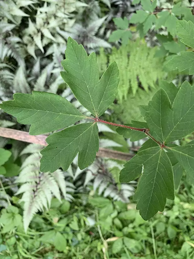 Acer triflorum - Deciduous,Hardwood - Roughbark Maple, Three Flowered Maple