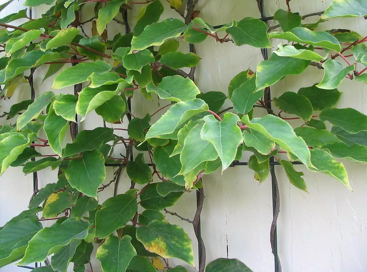 Actinidia arguta - Vine - Bower Actinidia, Hardy Kiwi, Kiwi Berry, Tara ...