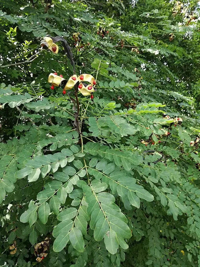 Adenanthera pavonina - Flowering Tree,Ornamental Fruit,Tree,Web page ...