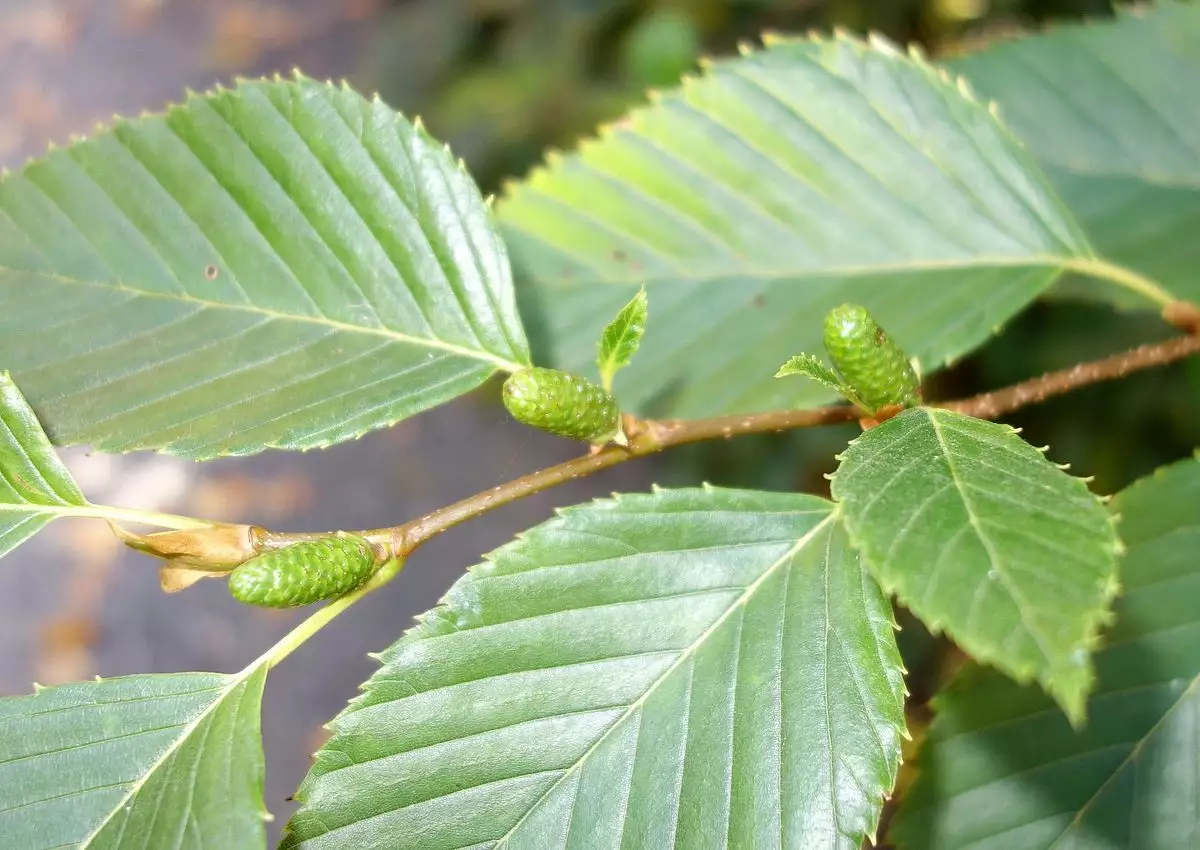 Alnus firma - Deciduous,Tree - Asian Alder, Firma Alder, Japanese Green ...
