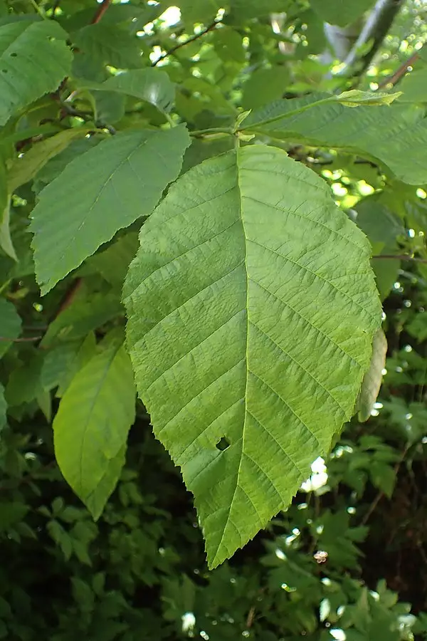 Alnus incana ssp. rugosa - Shrub - Hazel Alder, Smooth Alder, Speckled ...
