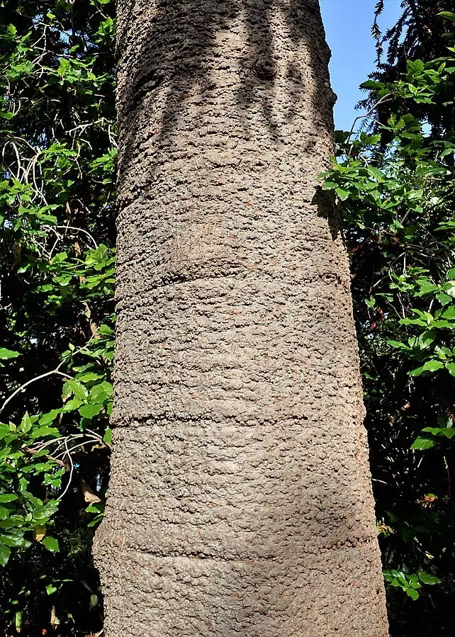 Araucaria bidwillii - Conifer - Bunya - Bunya Pine, Bunya Bunya, Bunya ...