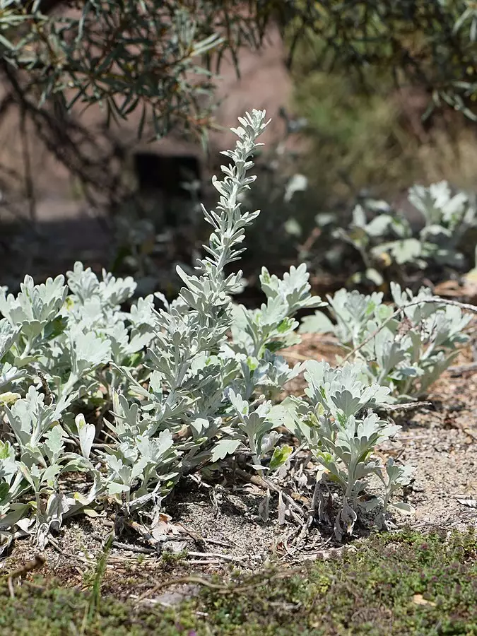 Artemisia stelleriana - Herb,Herbaceous Plants,Web page Navigation ...