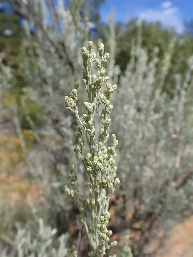Artemisia tridentata - Common Bonsai,Medicinal Herbs,Shrub - Big ...