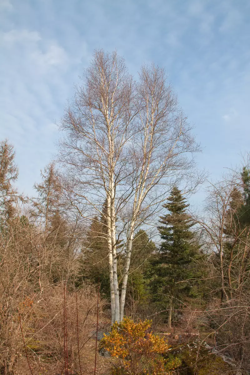 Betula costata - Deciduous - Chinese Birch, Korean Birch