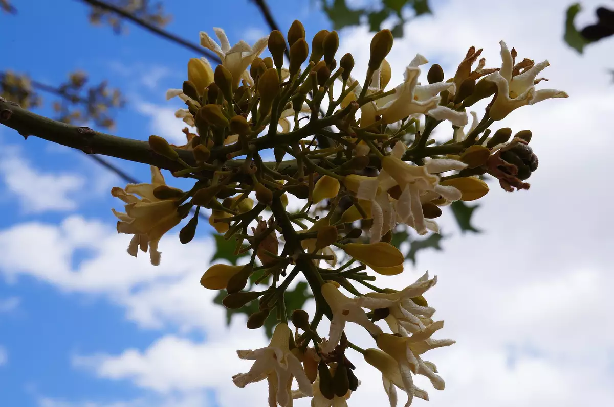 Brachychiton australis - Web page Navigation - Broad-leaved Bottle Tree Brachychiton australis - Web page Navigation - Broad-leaved Bottle Tree