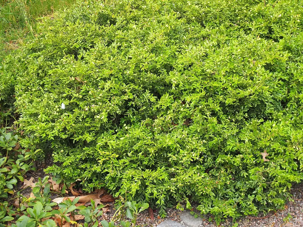 Buxus microphylla - Common Bonsai,Shrub - Japanese Box, Littleleaf Box ...