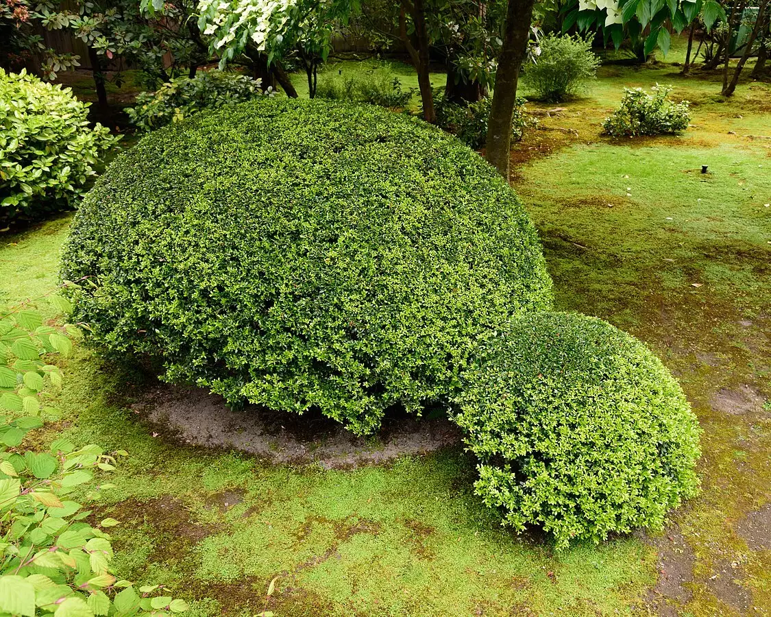 Buxus microphylla - Common Bonsai,Shrub - Japanese Box, Littleleaf Box ...