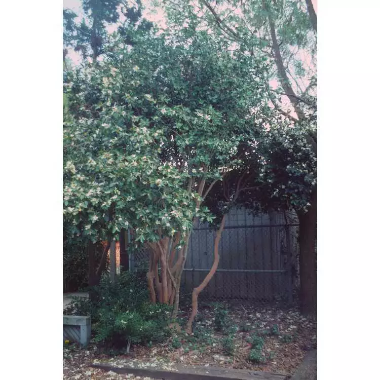 Camellia oleifera - Evergreen Leaves,Tree,Web page Navigation - Tea-oil ...