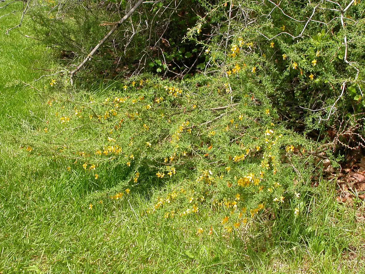Caragana pygmaea - Shrub,Web page Navigation - Dwarf Peashrub, Pygmy ...