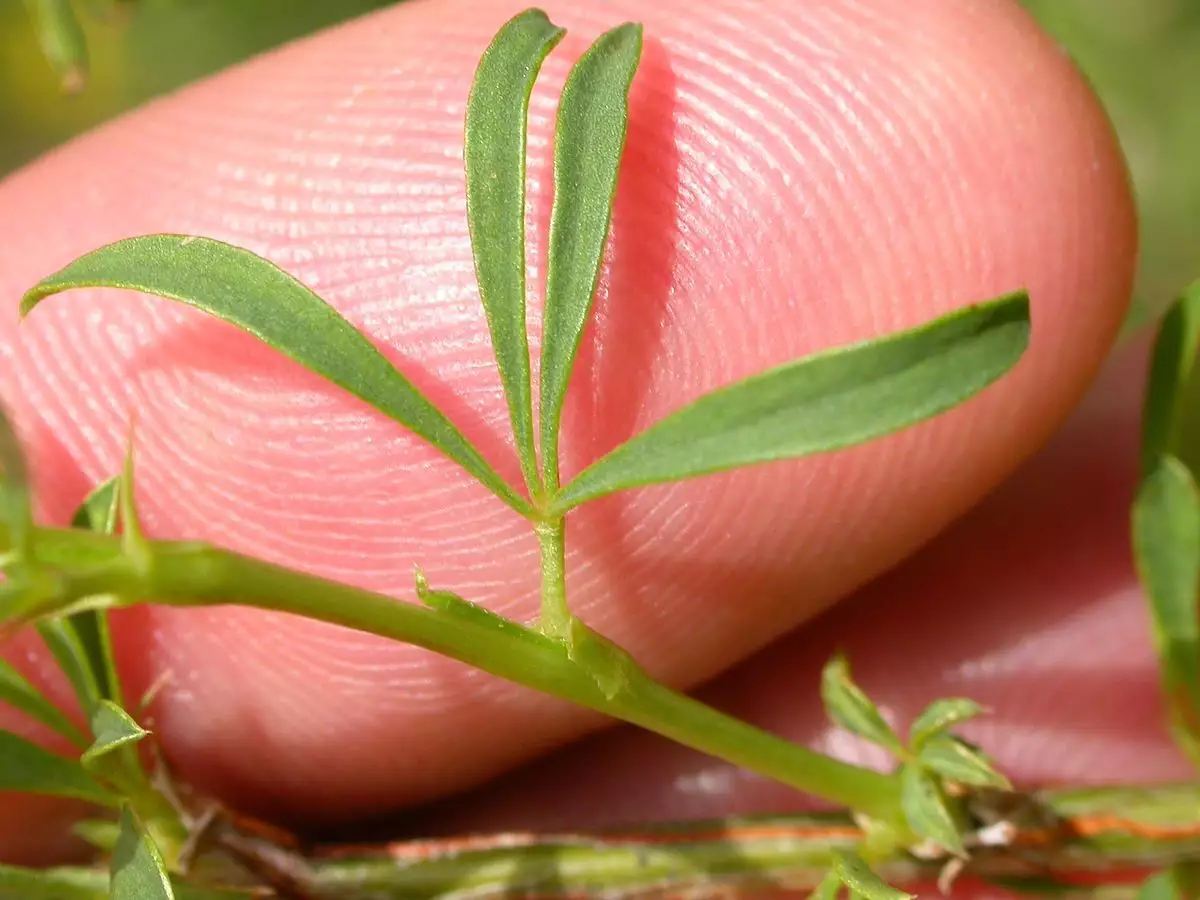Caragana pygmaea - Shrub,Web page Navigation - Dwarf Peashrub, Pygmy ...