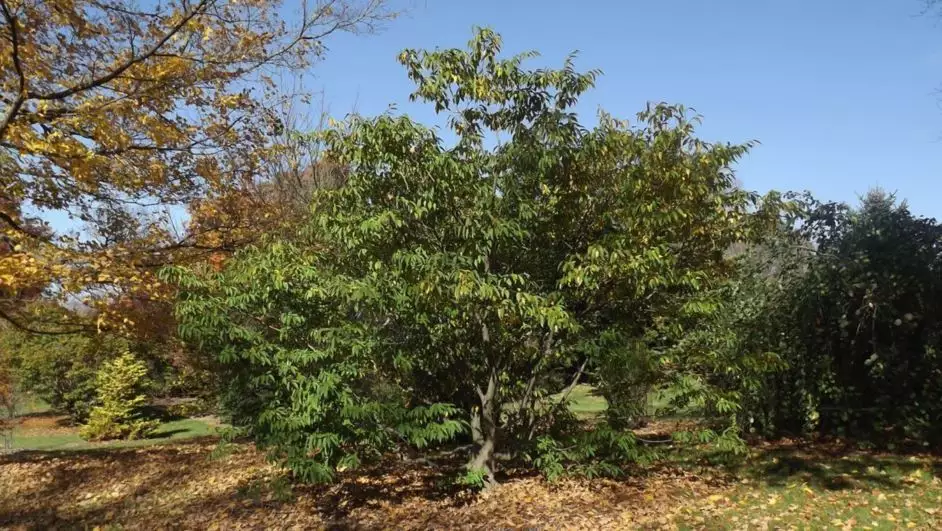 Carpinus japonica - Common Bonsai,Shrub - Japanese Hornbeam