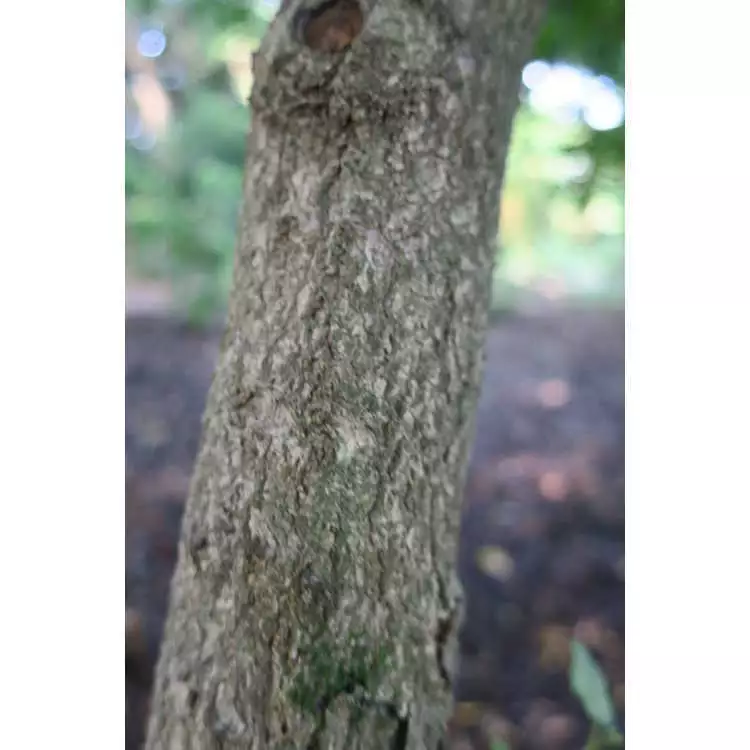 Carpinus turczaninovii f. coreana - Common Bonsai,Shrub - Korean hornbeam
