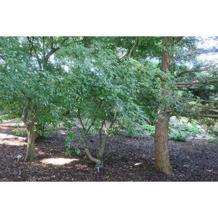 Carpinus turczaninovii f. coreana - Common Bonsai,Shrub - Korean hornbeam