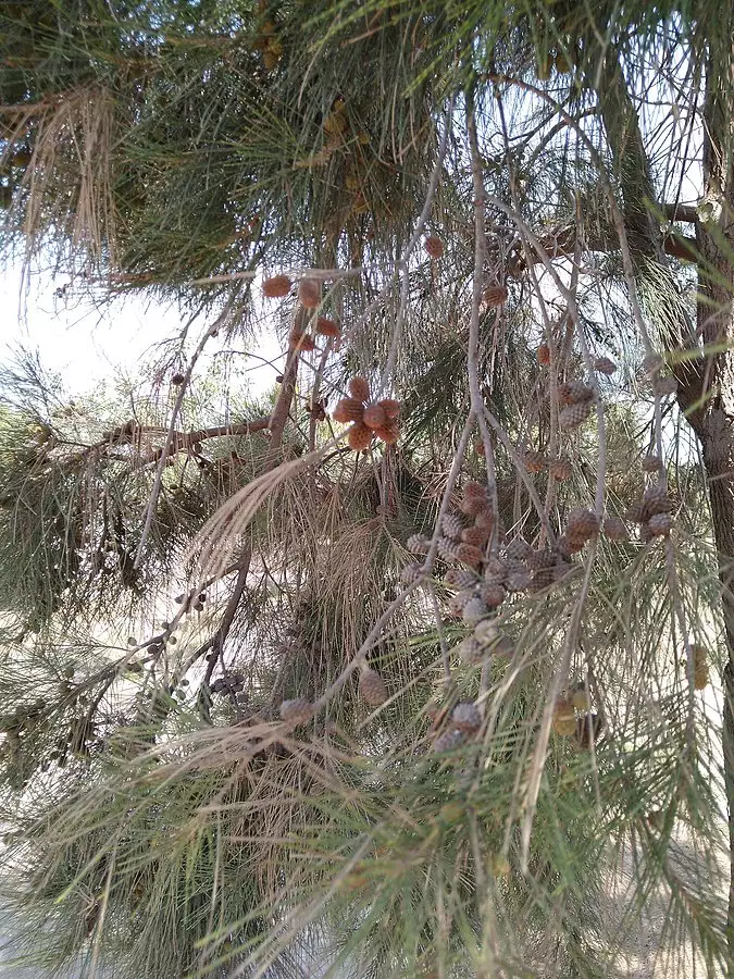 Casuarina equisetifolia - Bonsai,Evergreen Leaves,Tropical - Australian ...