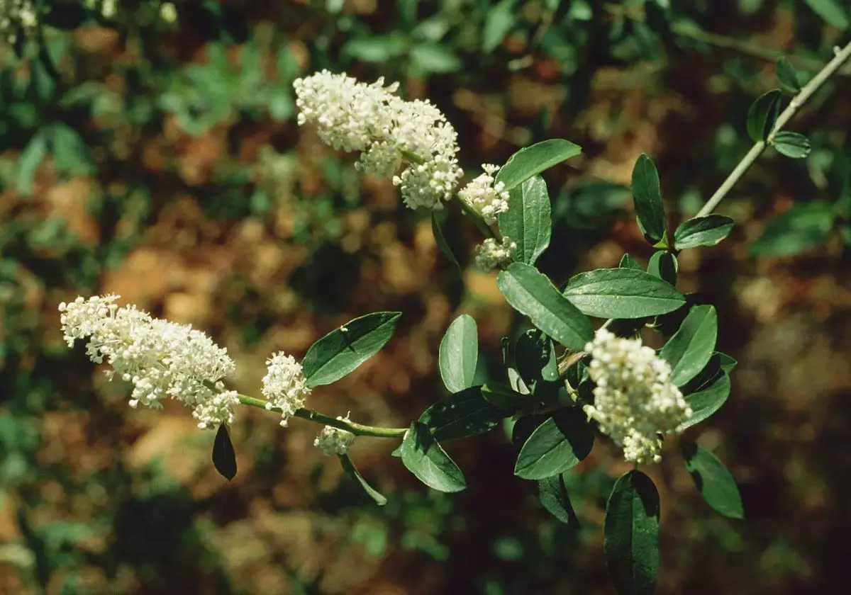 Ceanothus integerrimus - Shrub,Shrub and Vine Seeds,Web page Navigation ...