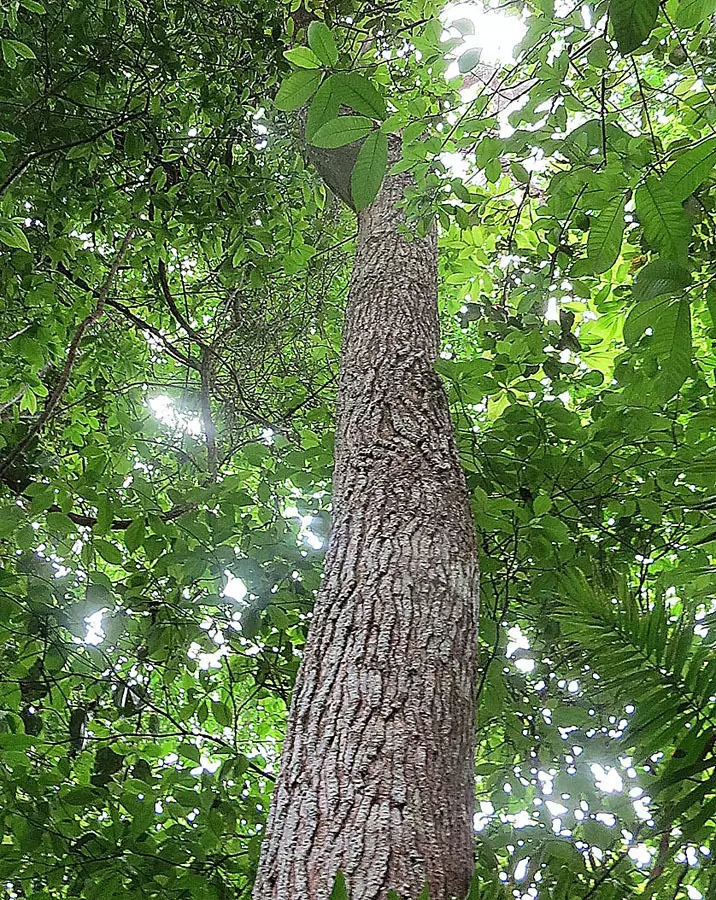 Cedrela odorata - Hardwood - Cedro, Cedro Hembra, Cigar-box Cedar ...