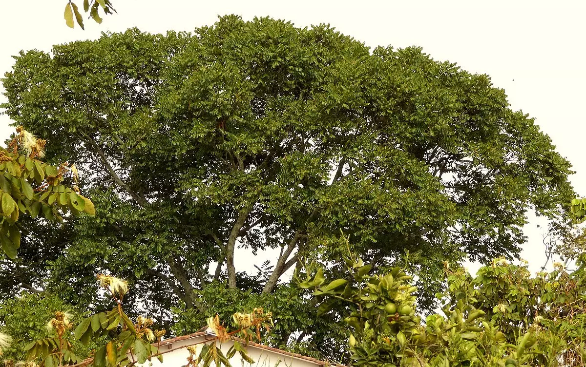 Cedrela odorata - Hardwood - Cedro, Cedro Hembra, Cigar-box Cedar ...