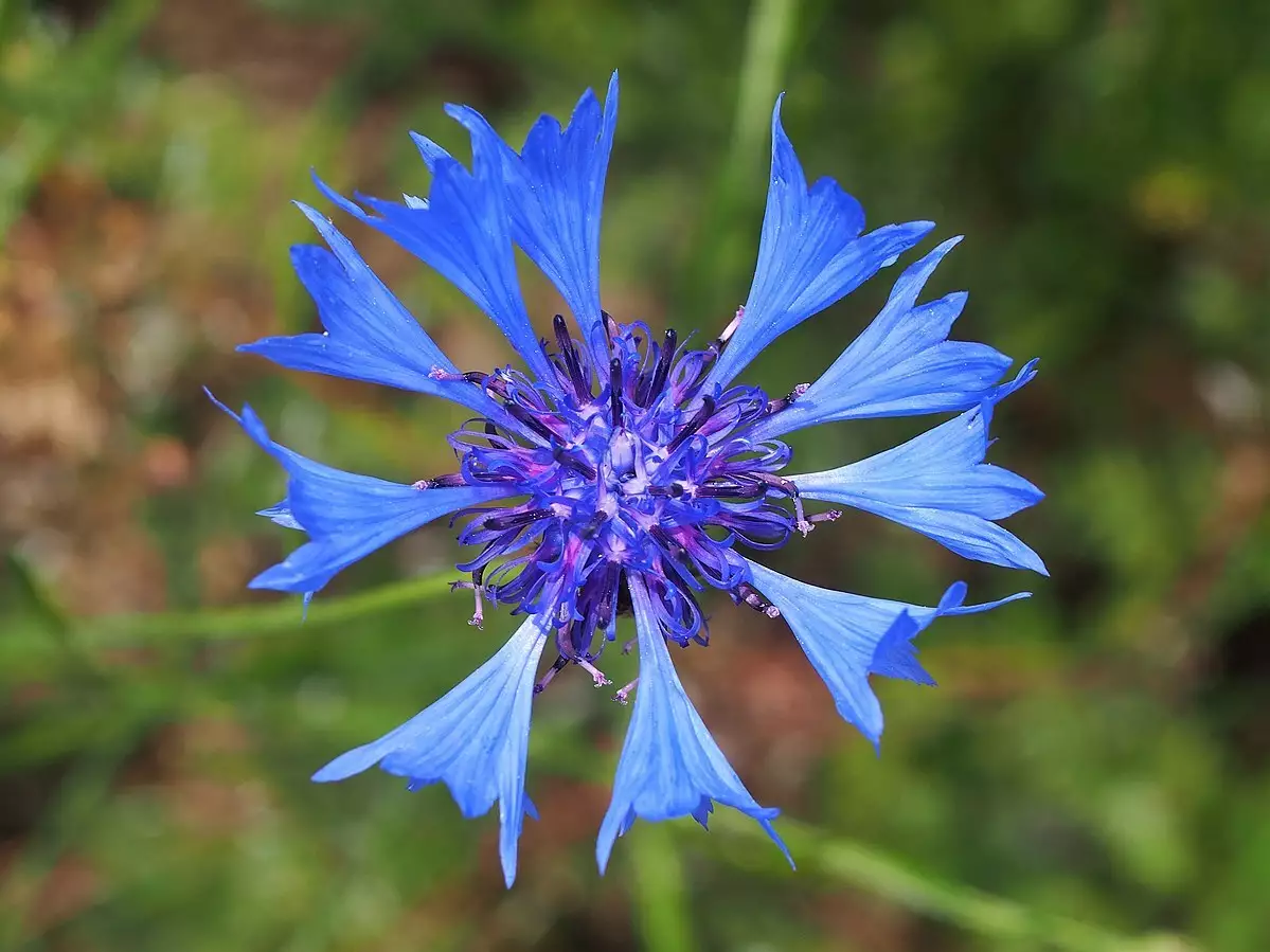 Centaurea cyanus 'Tall Choice' - Medicinal Herbs,Perennial - Bachelors ...