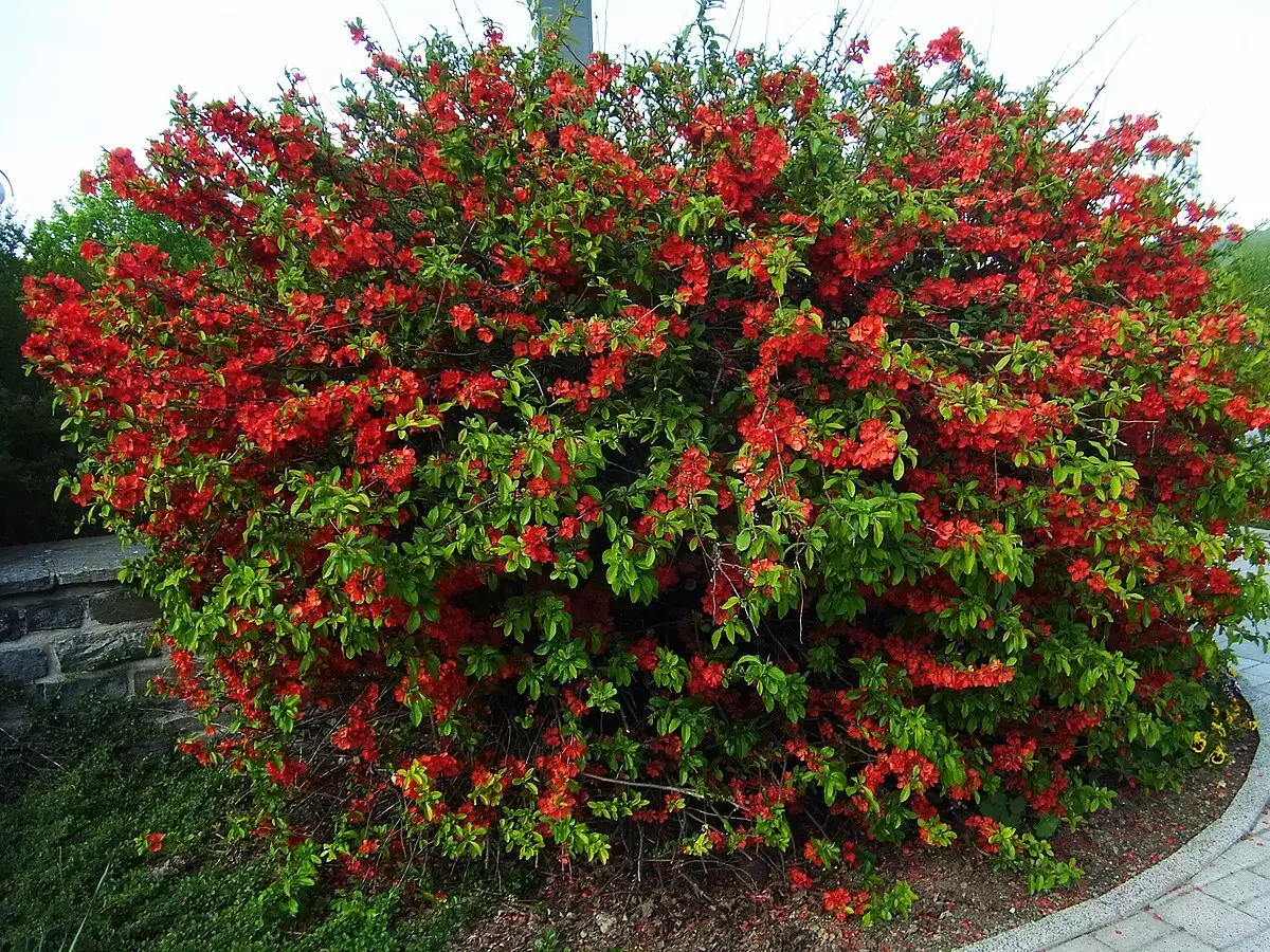 Chaenomeles japonica - Common Bonsai,Shrub - Dwarf Flowering Quince ...