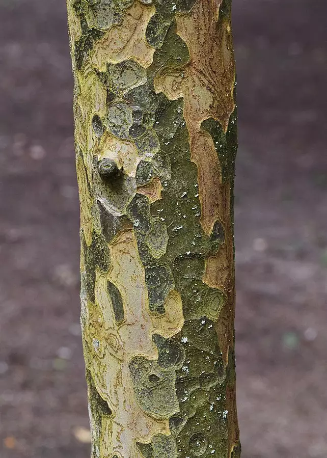 Chaenomeles sinensis - Common Bonsai,Flowering Tree,Medicinal Herbs ...