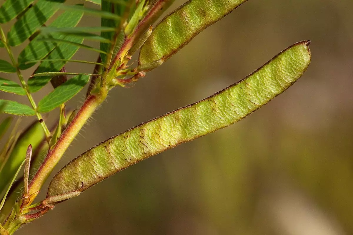 Chamaecrista nictitans - Annual,Flower,Herbaceous Plants,Tropical,Web ...