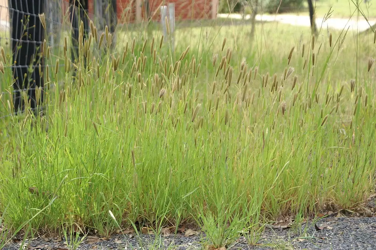 Chloris virgata - Grass,Herb and Grass Seeds,Web page Navigation ...