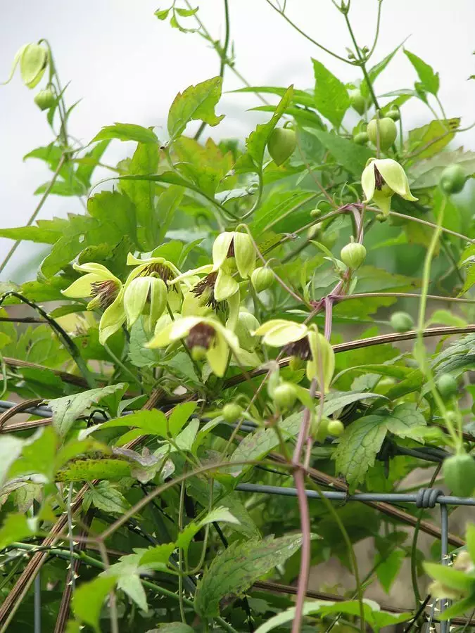 Clematis serratifolia - Herbaceous Plants,Vine - Korean Clematis ...