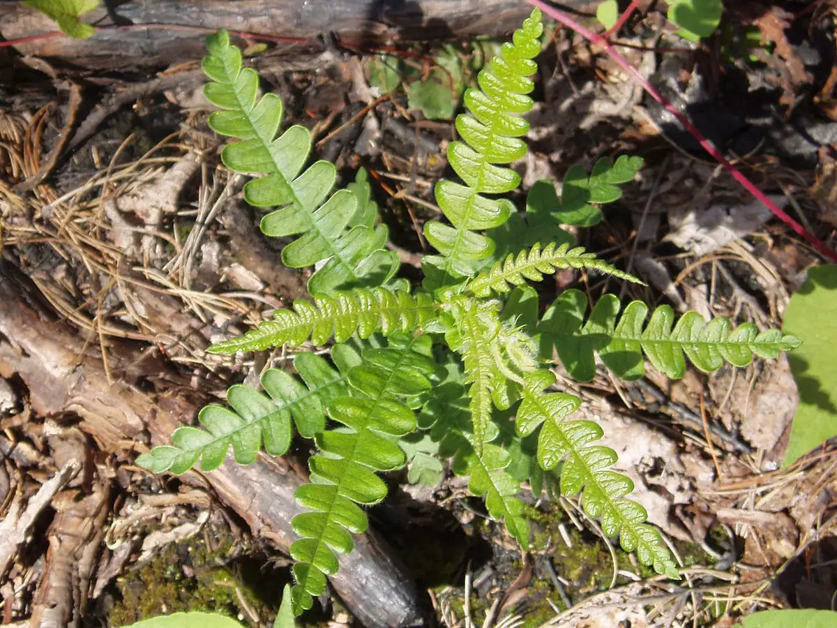 Comptonia peregrina - Medicinal Herbs,Shrub - Sweet Fern, Sweet-fern ...