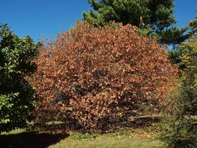 Corylus americana - Medicinal Herbs,Shrub - American Filbert, American ...