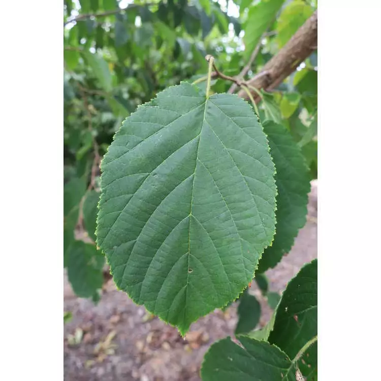 Corylus chinensis - Edible Fruit/Nuts,Fruits,Tree,Web page Navigation ...