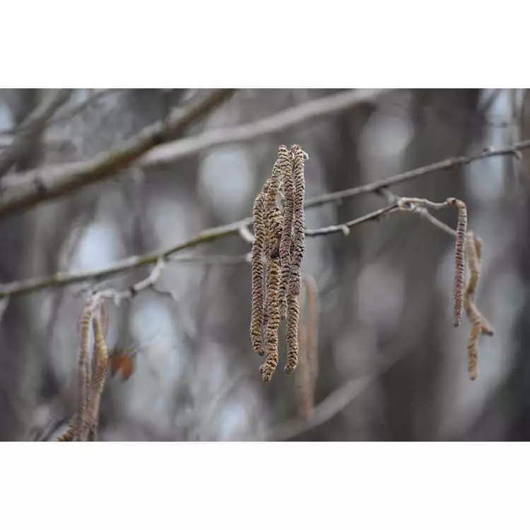 Corylus chinensis - Edible Fruit/Nuts,Fruits,Tree,Web page Navigation ...