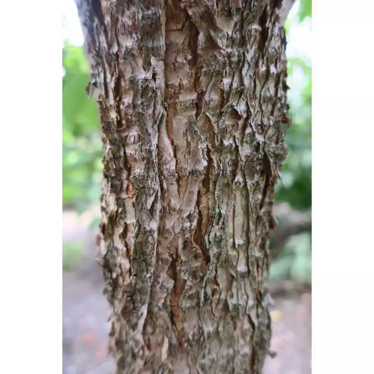 Corylus chinensis - Edible Fruit/Nuts,Fruits,Tree,Web page Navigation ...