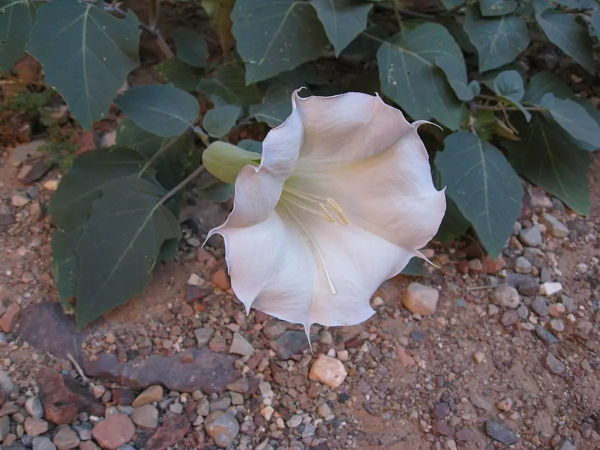 Datura wrightii - Flower,Herbaceous Plants,Medicinal Herbs,Perennial ...