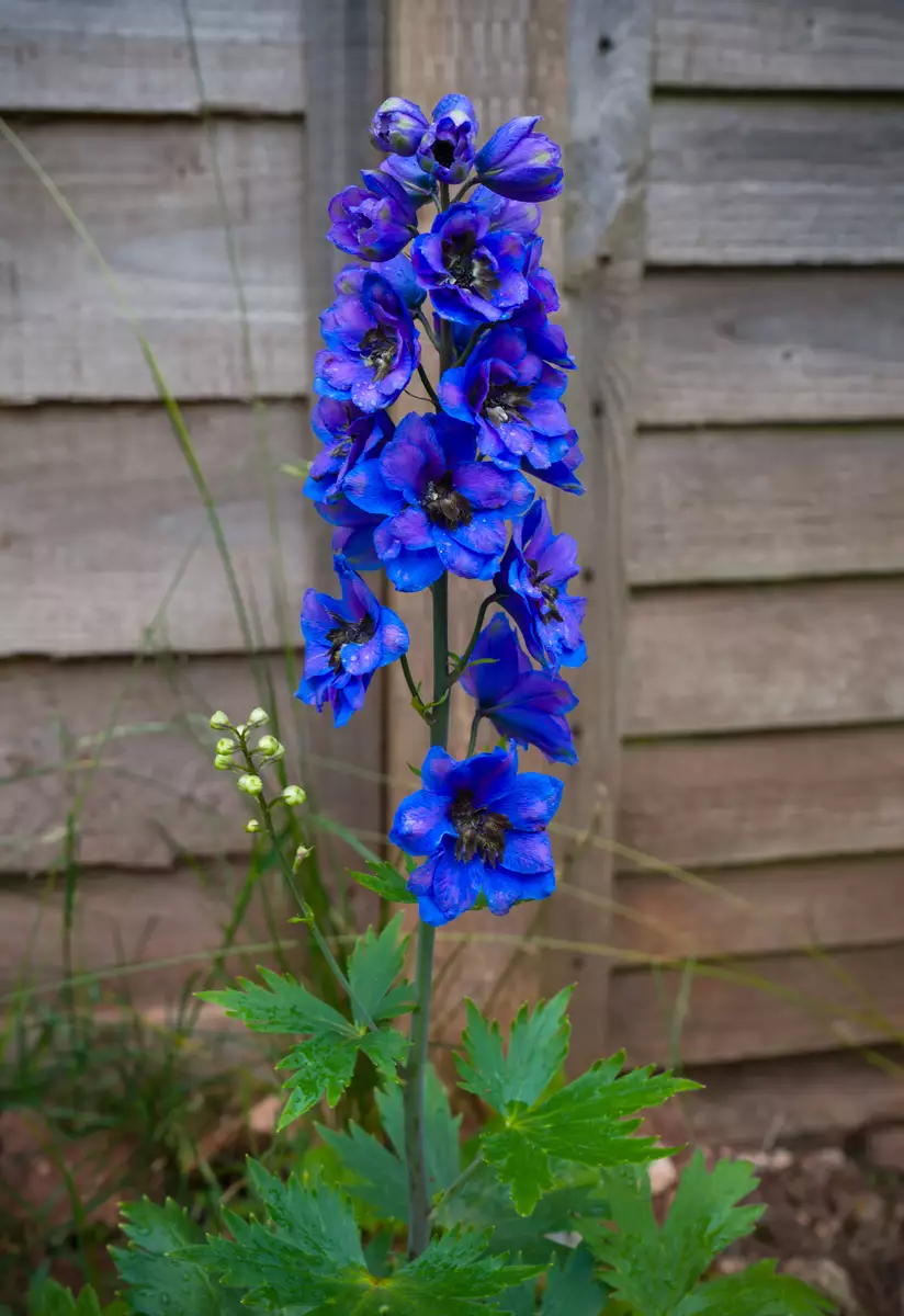Delphinium sp 'Pacific Giants Hybrids' - Herbaceous Plants,Perennial ...