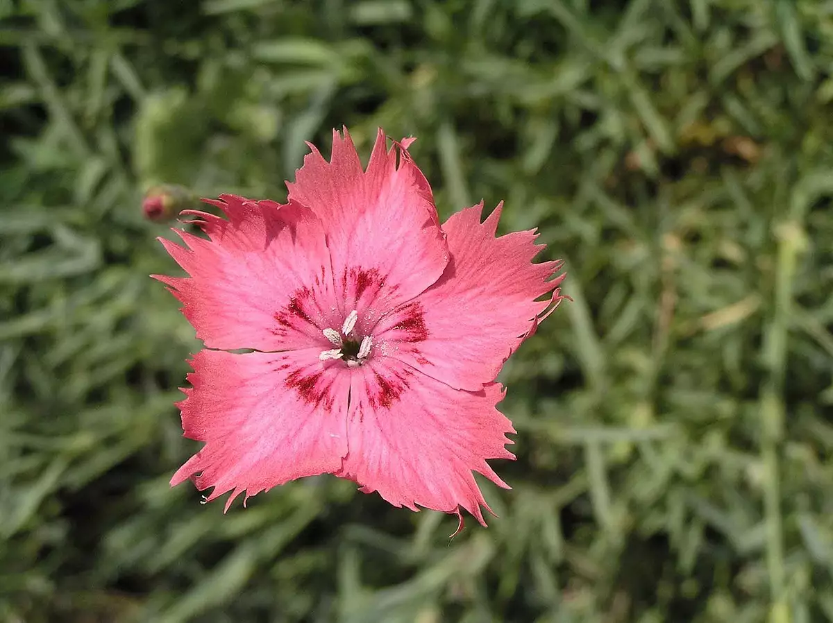 Dianthus Plumarius Spring Beauty