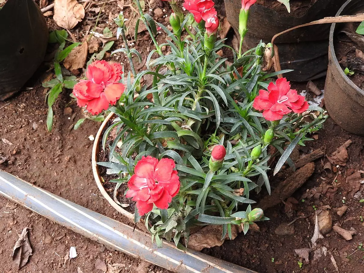 Dianthus Plumarius Spring Beauty