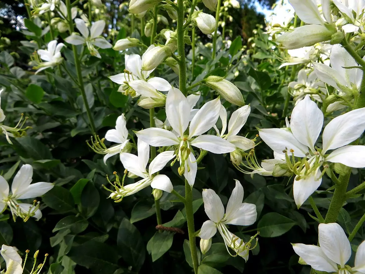 Dictamnus albus 'Albiflorus' - Flower,Herbaceous Plants,Perennial,Web ...